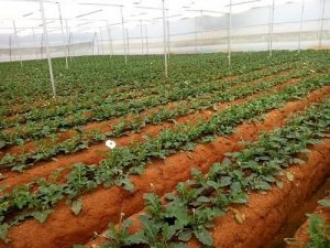 Home [innovativeagri.com]
